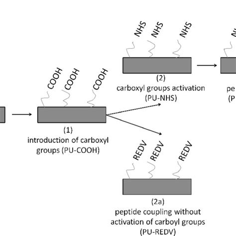 Schematic Representation Of The Preparation Of Pu Redv Materials