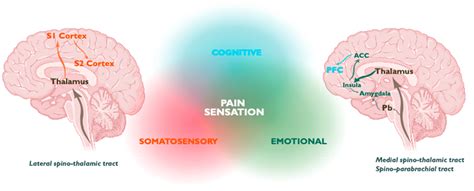 anterior cingulate cortex