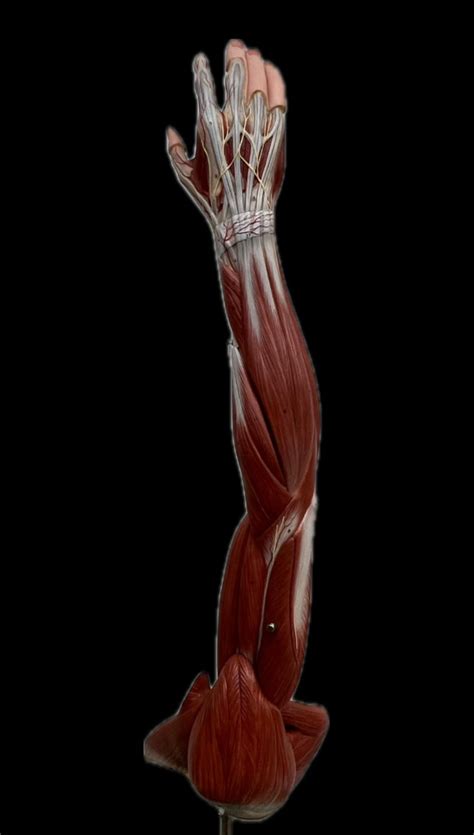 Arm Lateral View Diagram Quizlet