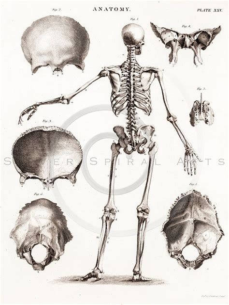 Vintage Human Skeleton Printable Illustration 1800s Antique Skeletons
