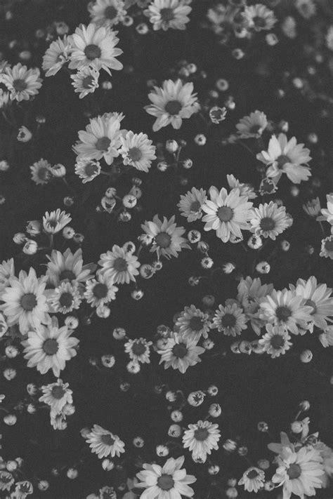 무료 이미지 분기 검정색과 흰색 꽃잎 무늬 단색화 원 디자인 흑백 사진 3456x5184 25324 무료 이미지 Pxhere
