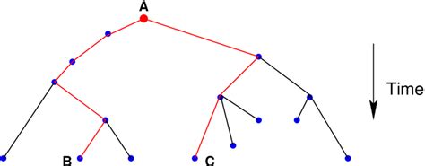 1 A Simple Example Of A Phylogenetic Tree Showing How To Measure The Download Scientific