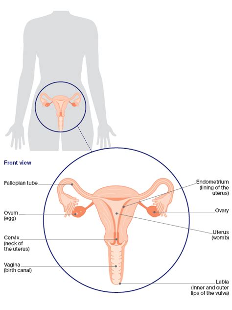 Female Reproductive System Female Reproductive System Reproductive
