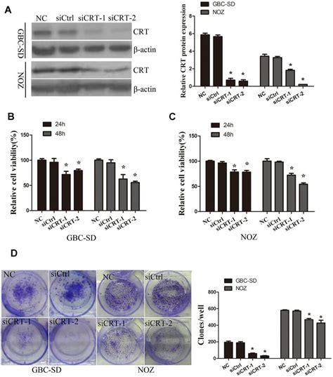 Knockdown Of Crt Significantly Inhibits Cell Proliferation In Vitro Download Scientific