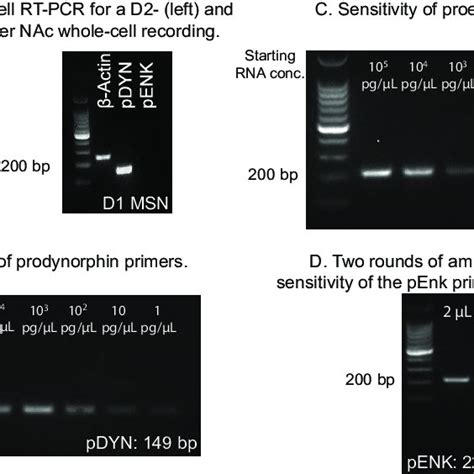 Verification Of Single Cell Rt Pcr Method A Example Of Single Cell