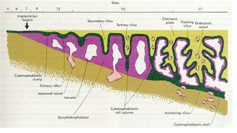 Embryology 3 Foetal Membranes And Placentapptx