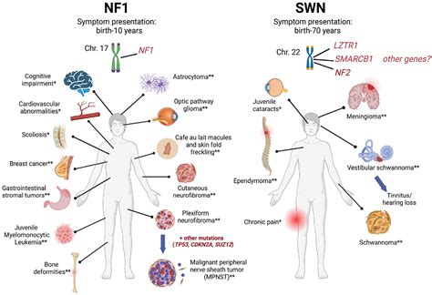 Gene Targeted Therapy For Neurofibromatosis And Schwannomatosis The