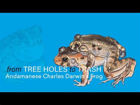 The Upside Down Sex Lives Of Charles Darwins Frogs Popular Science