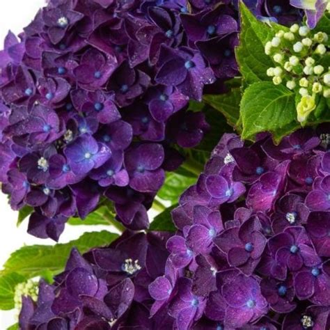 Giant Purple Mophead Hydrangea Macrophylla Rodeo Deep Purple Large
