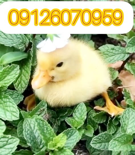 بازار خرید و فروش اردک ، فروش جوجه اردک طیور طیور