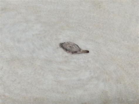 Odd Bug What Is It Rwhatisthisbug