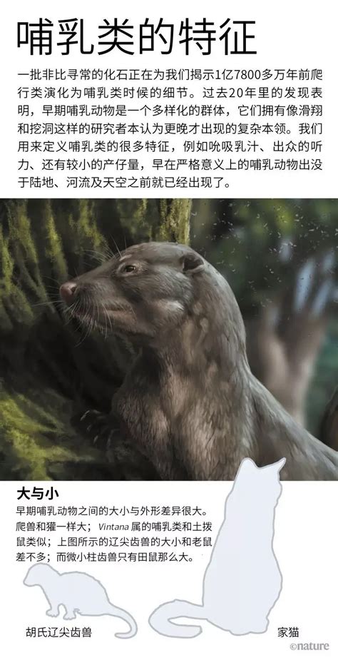 才不是恐龙的配角呢！早期哺乳类的 演化大爆炸” 知乎