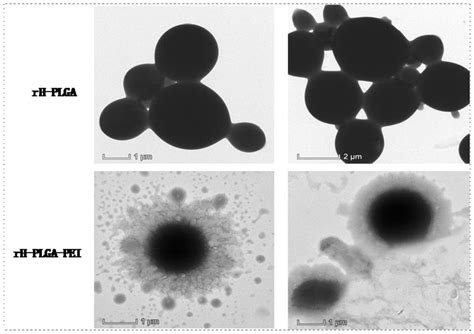 Rh Plgapei Microsphere And Dopamine Modified Small Caliber Intravascular Stent Material And
