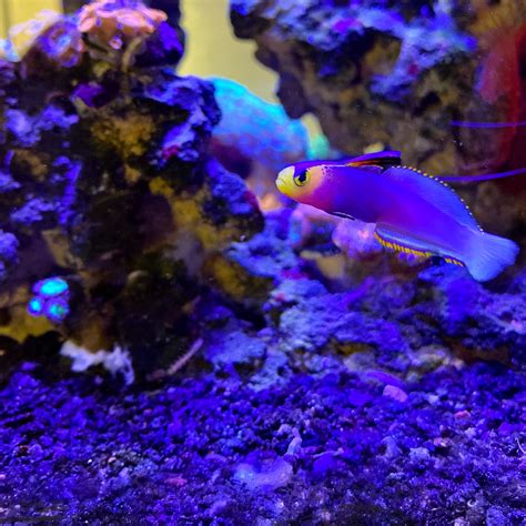 Helfrichi Firefish Reef2reef Saltwater And Reef Aquarium Forum