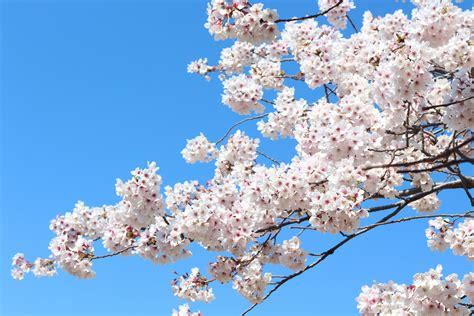 하얀 꽃과 푸른 하늘을 배경으로 한 나무 사진 Unsplash의 무료 꽃 이미지