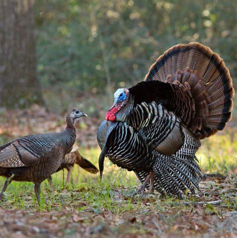 Research The Jones Center At Ichauway Research Labs