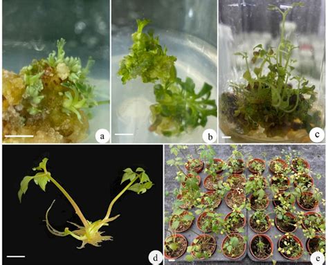 Shoot Proliferation And Plant Regeneration In Corydalis Saxicola Download Scientific Diagram