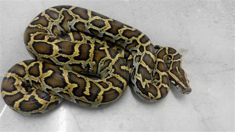 Python Bivittatus Mausandreptil Haus