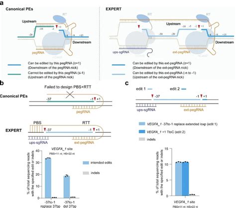 Expert：一种新型先导基因编辑工具，可实现100bp以上片段精准高效编辑 知乎