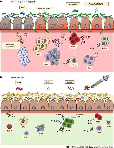 The Biochemistry Of A C Difficile Infection C Difficile Infection The Biochemistry