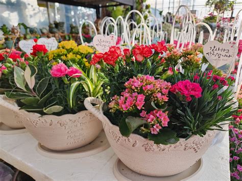 ♡어버이날 선물용 카네이션 화분♡ 3 500원부터~ 강원특별자치도 춘천시 동면 비즈프로필