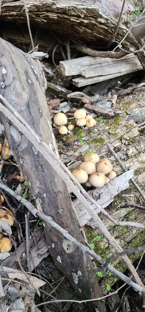 Is This A Coprinus Micaceus Rmycology