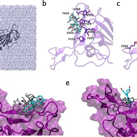 Results From Classical Molecular Dynamics Simulations For Wt Rbd Model