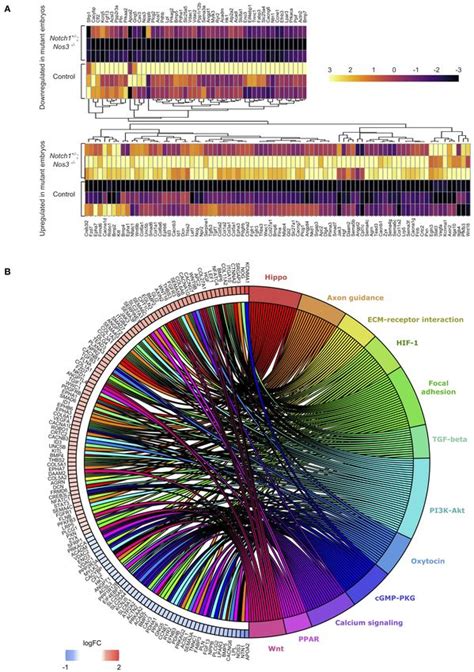 A Multi Omics Approach Using A Mouse Model Of Cardiac Malformations For