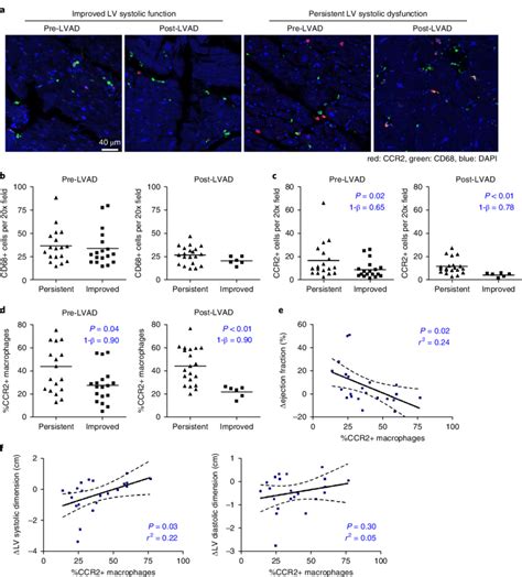 Macrophage Subpopulations Are Associated With Outcome Following