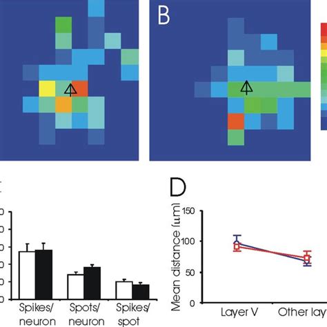 Enhanced Excitatory Synaptic Input In Layer V Pyramidal Neurons Of