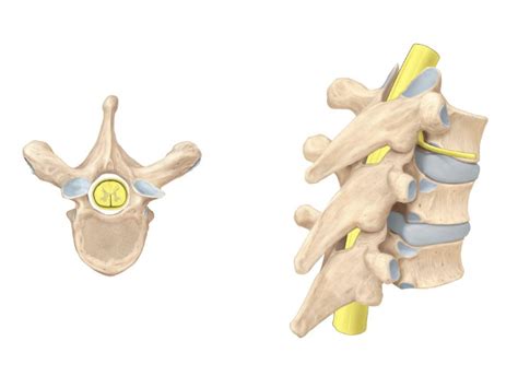 Diagram Of Spine Structure Quizlet