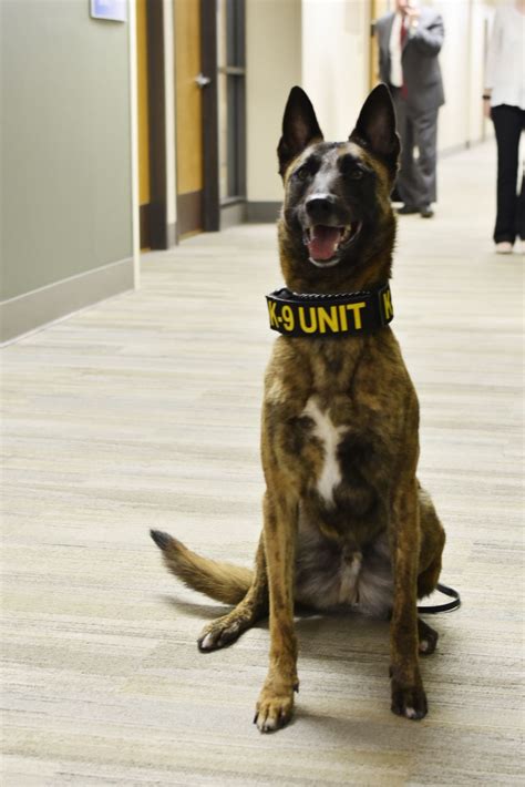 To Soothe And Protect Unitypoint Allen Adds Comfort Security Dog To