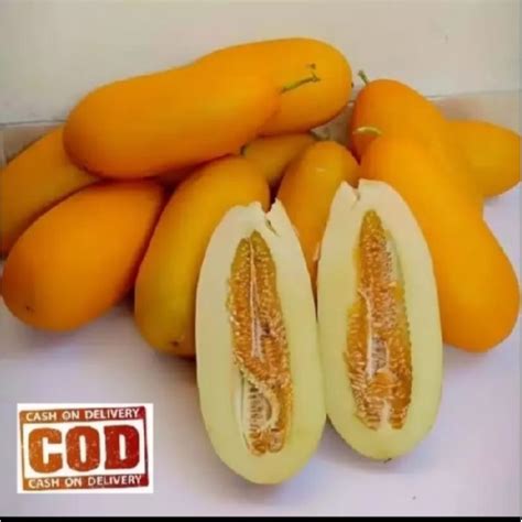 Jual Promo Murah 50 Biji Benih Timun Suri Idola Shopee Indonesia