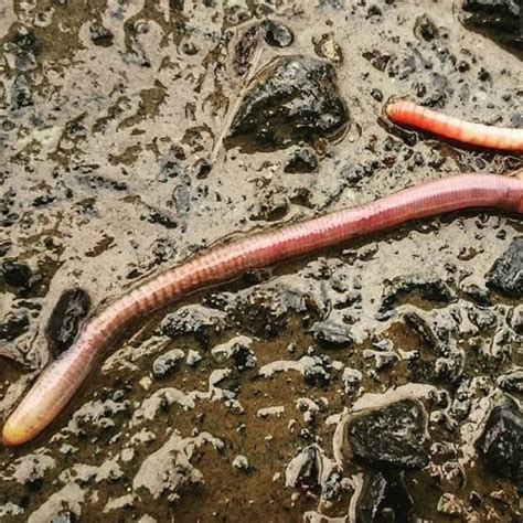 Worms Dont Drown Abirdingnaturalist