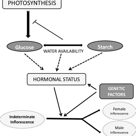 Putative Mode Of Interaction Of Factors Affecting The Sex Of Download Scientific Diagram