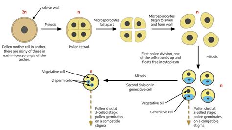 6 2 Gametogenesis Biology Libretexts