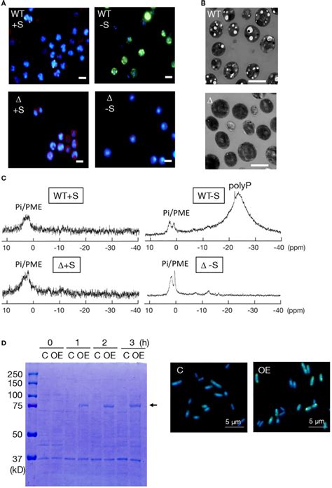 Polyphosphate Kinase 1 Dependent Polyphosphate Hyperaccumulation For Acclimation To Nutrient