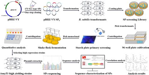 workflow of signal peptide library construction high throughput