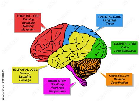 Color Coded Parts Of The Brain At Bryan Hanes Blog