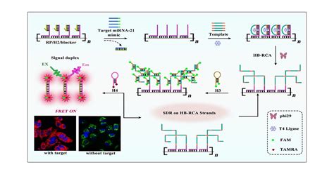 Ultrasensitive Fluorescence Detection And Imaging Of Microrna In Cells Based On A Hyperbranched