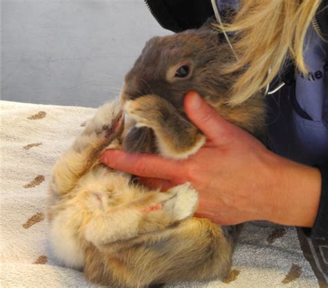 Sore Hocks Pododermatitis Rabbit Behaviour Health And Care