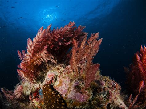 Ocean Plants — And Why Theyre So Important