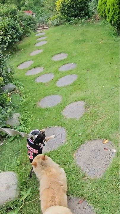 개물림사고 영상봐서 제가 좀 오바한 것 같은데 넘 놀랐네요ㅠㅠ 밤에 폭우오는데 돌아다니는 걸 보니 떠돌이개인가 좀 안됐네요 Youtube