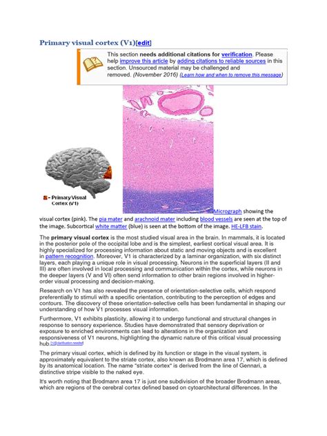 visual xortex pdf visual cortex cerebral cortex