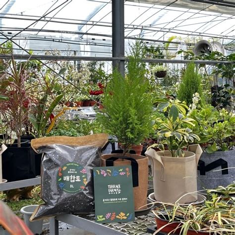 바질 키우기 세트 테라스팜 플랜트백 홈가드닝 키트 하우숩
