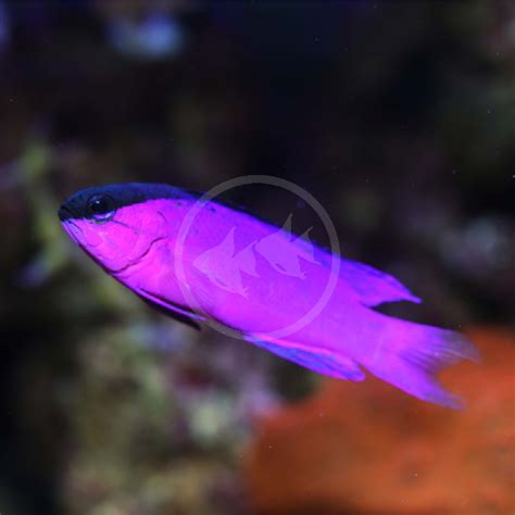 Basslet Black Cap Gramma Melacara Aquatics Unlimited