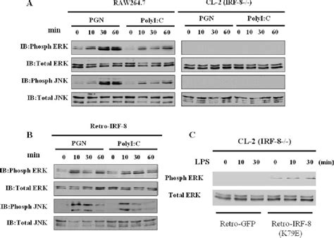 Figure 6 From Irf 8 Interferon Ifn Consensus Sequence Binding Protein