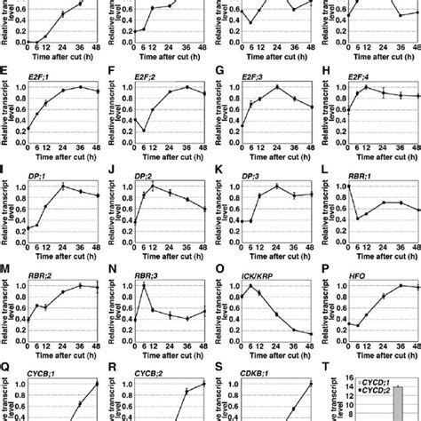 Expression Of Cell Cycle Regulators During Reprogramming Download