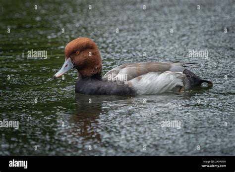 Feet Redhead Hi Res Stock Photography And Images Alamy