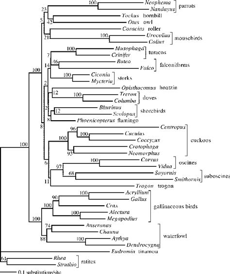 Best maximum likelihood tree ÿln L ¼ 76 748 64 found in 40 replicate